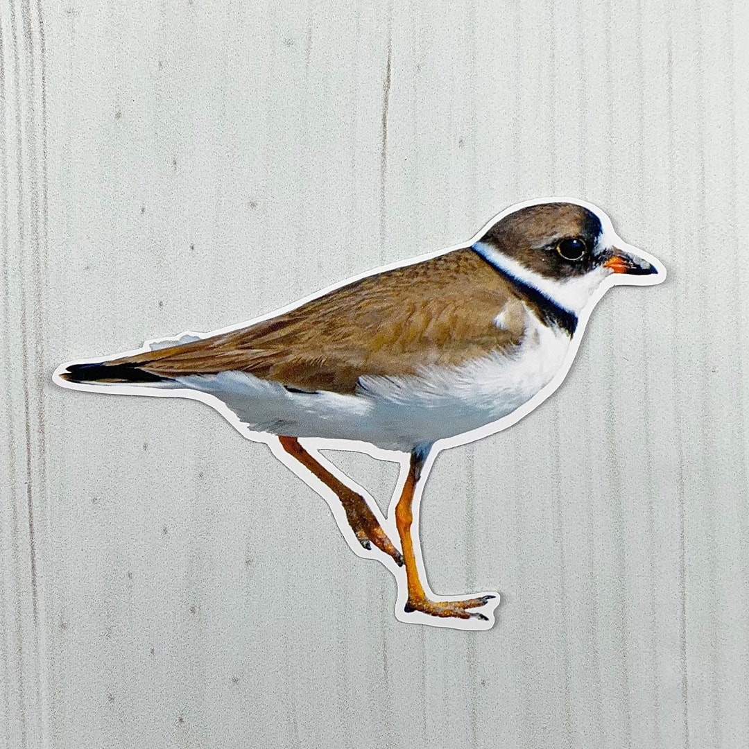 Semipalmated Plover Matte Vinyl Sticker - Etsy