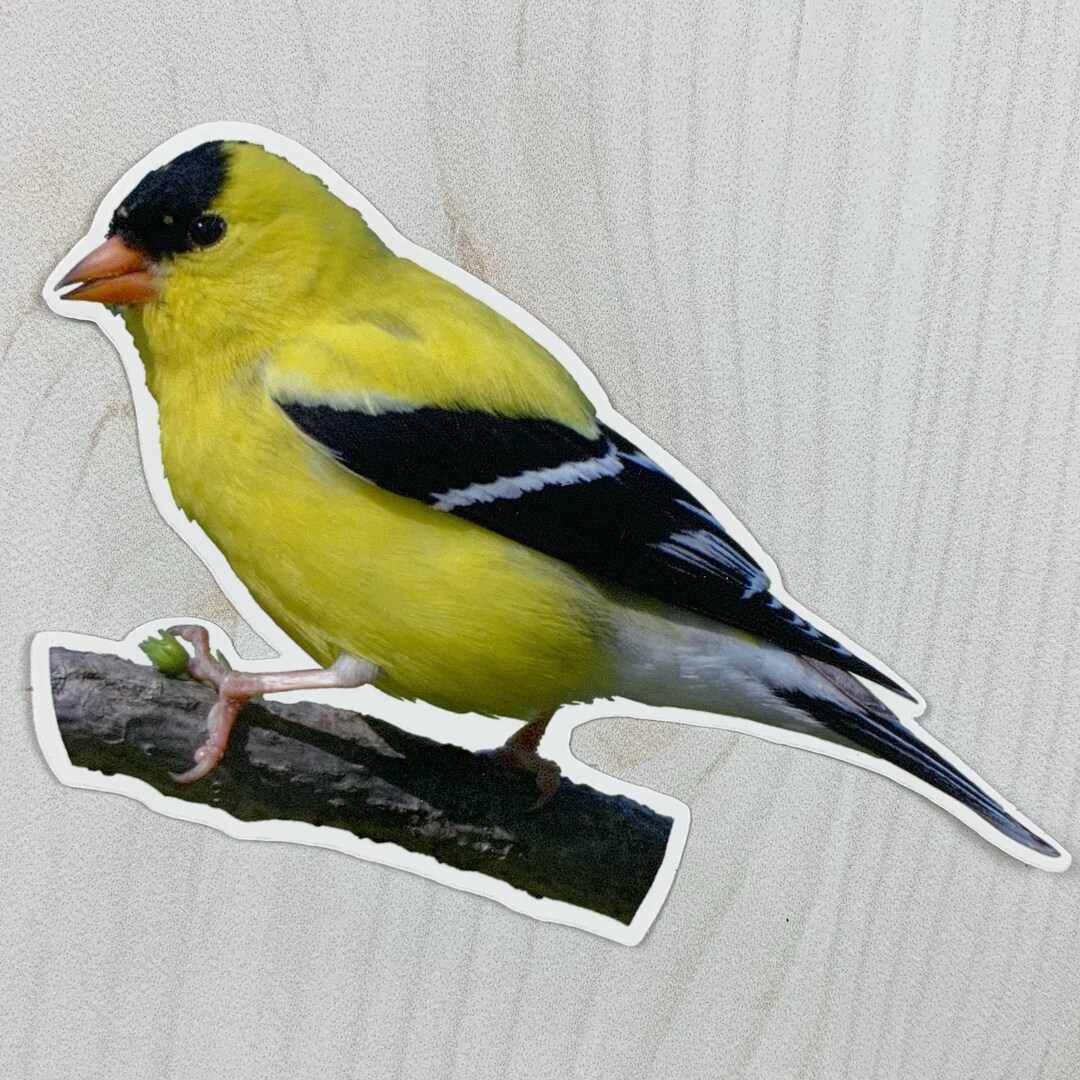 Goldfinch Matte Vinyl Sticker - Etsy