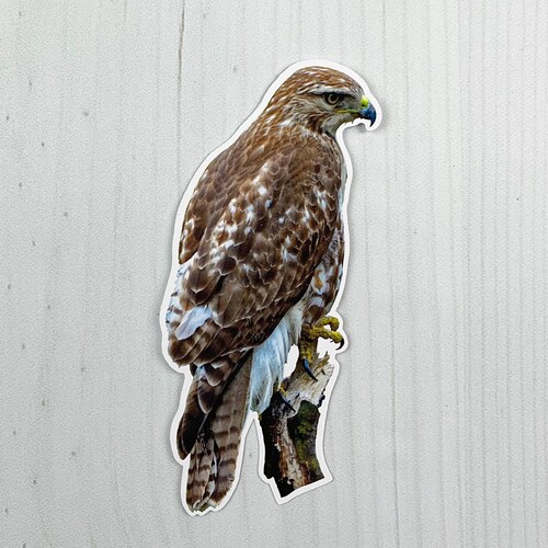 Red-tailed Hawk Vinyl STICKER - Etsy