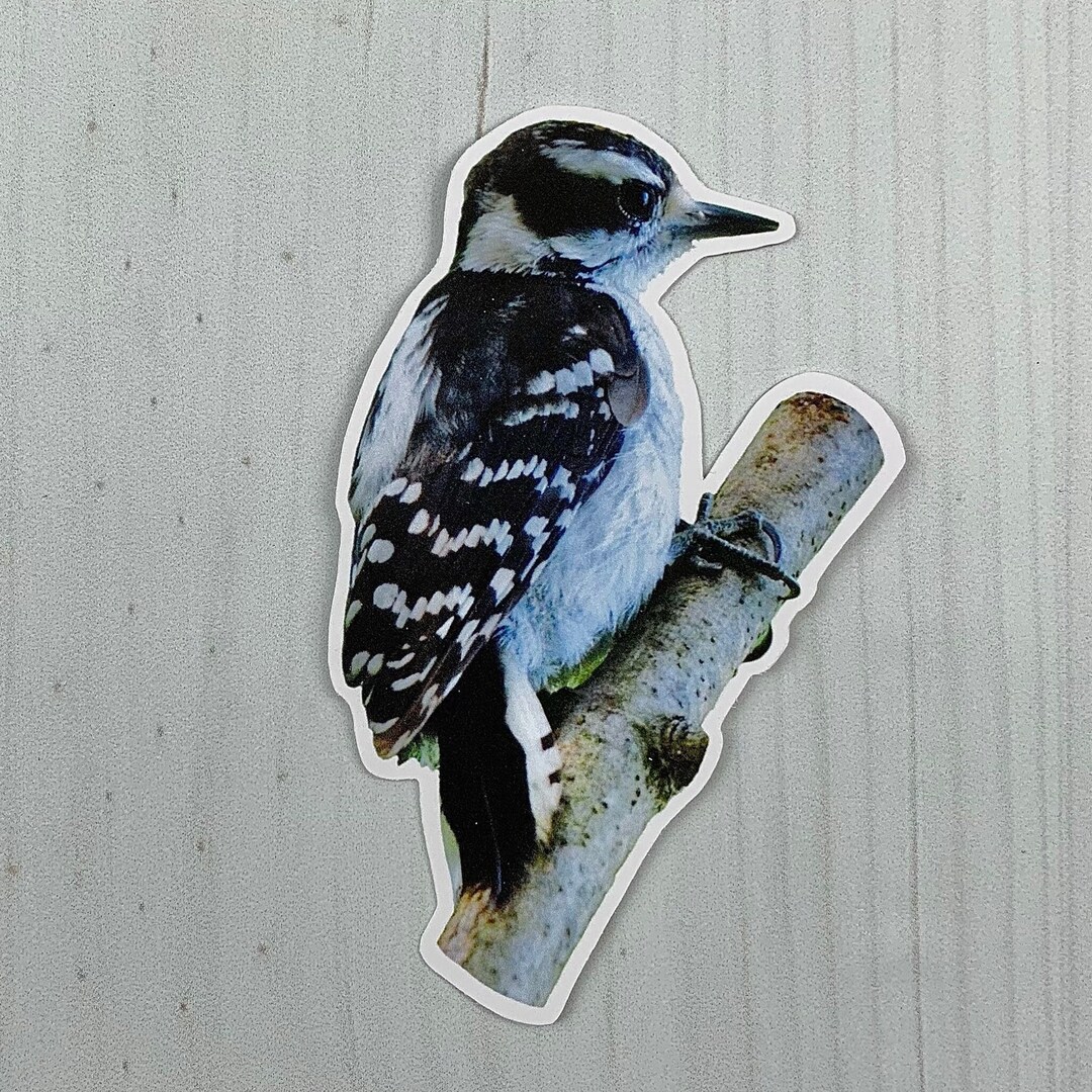Downy Woodpecker Matte Vinyl Sticker - Etsy