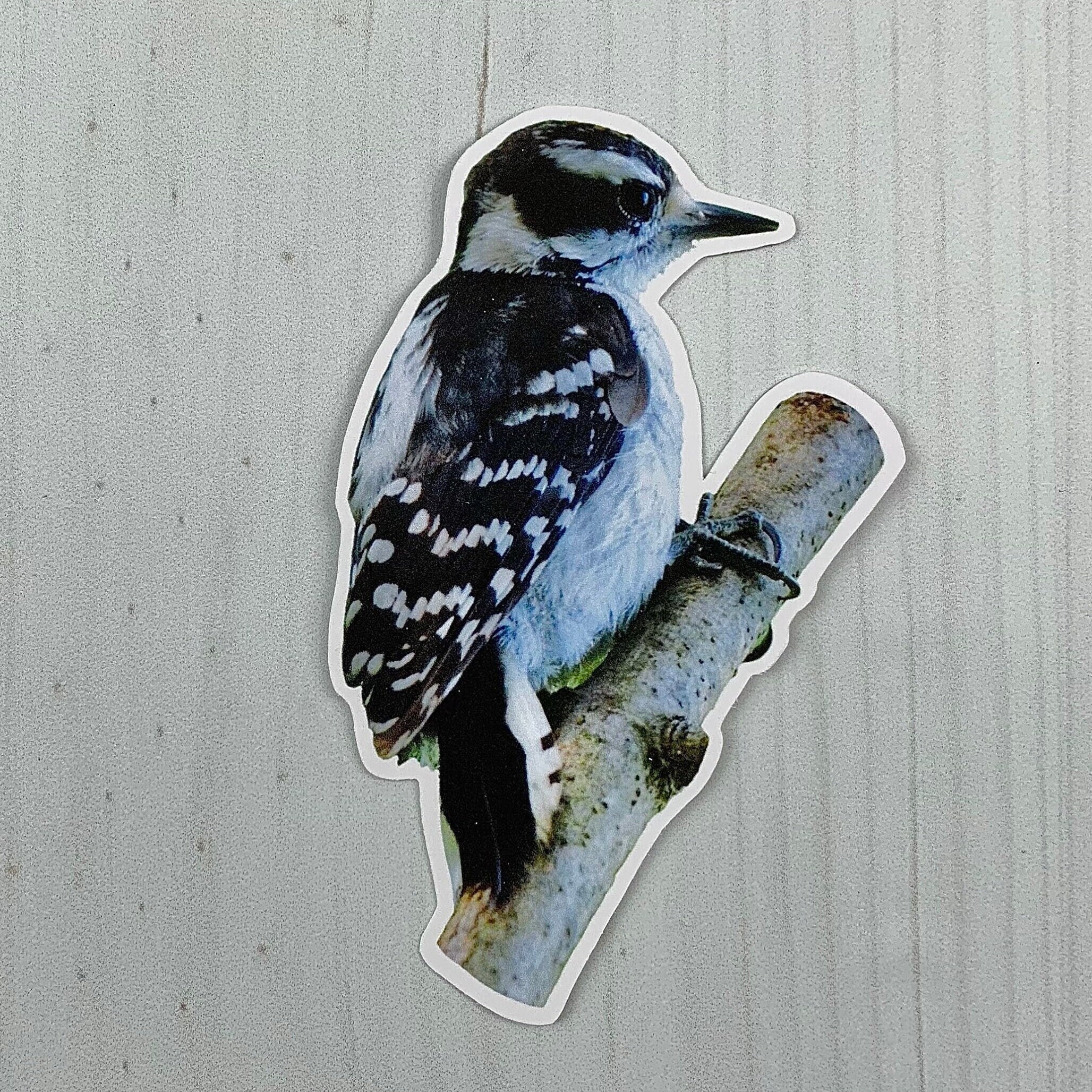 Downy Woodpecker Matte Vinyl Sticker - Etsy