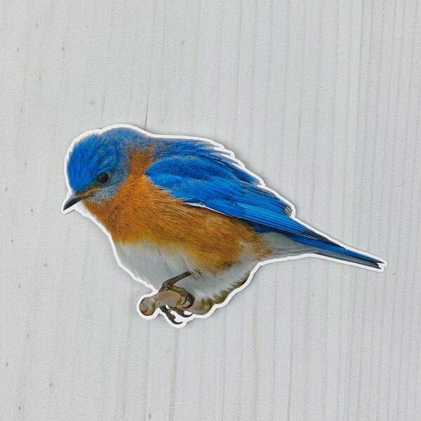 Bluebird Stickers - Etsy