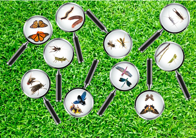 I Spy Bugs Who's Who Bug Identification Flashcards, Printable ...