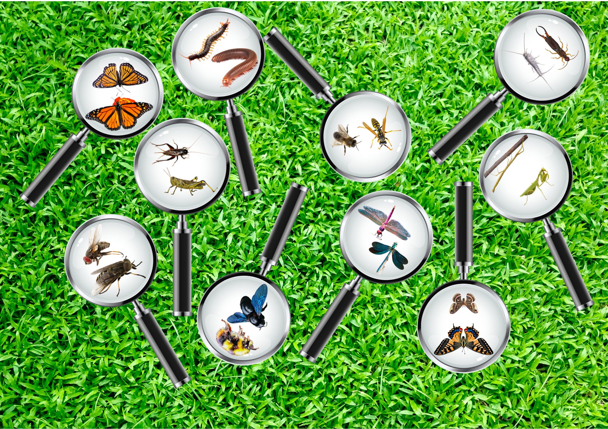 I Spy Bugs Who's Who Bug Identification Flashcards, Printable ...