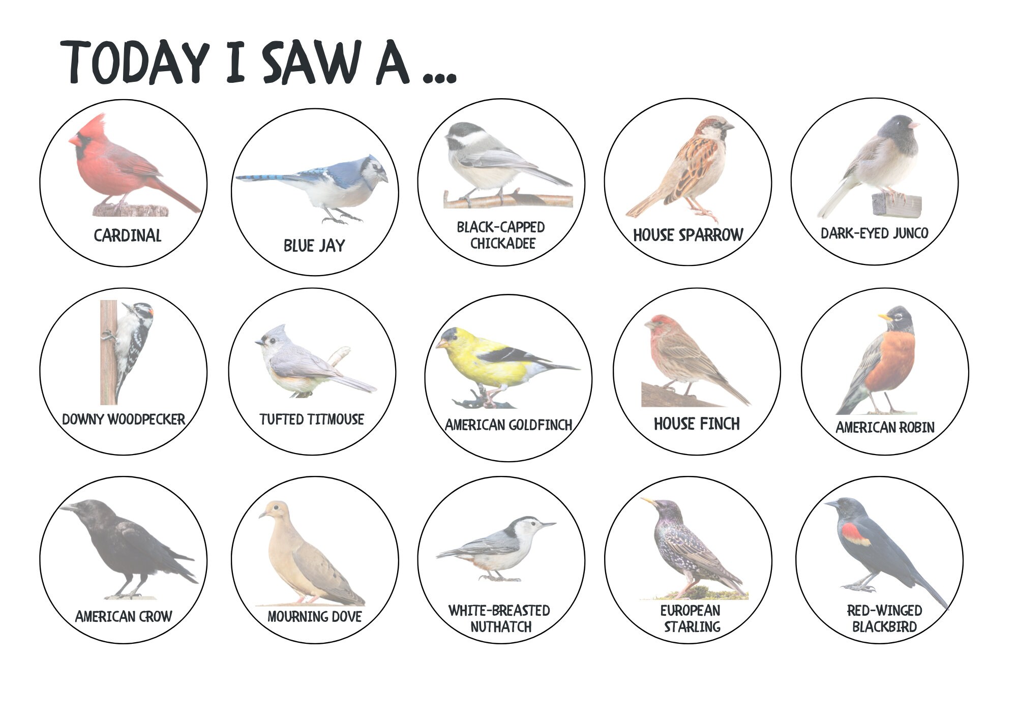 North American Birds Matching Bird Identification Chart, Printable Bird ...