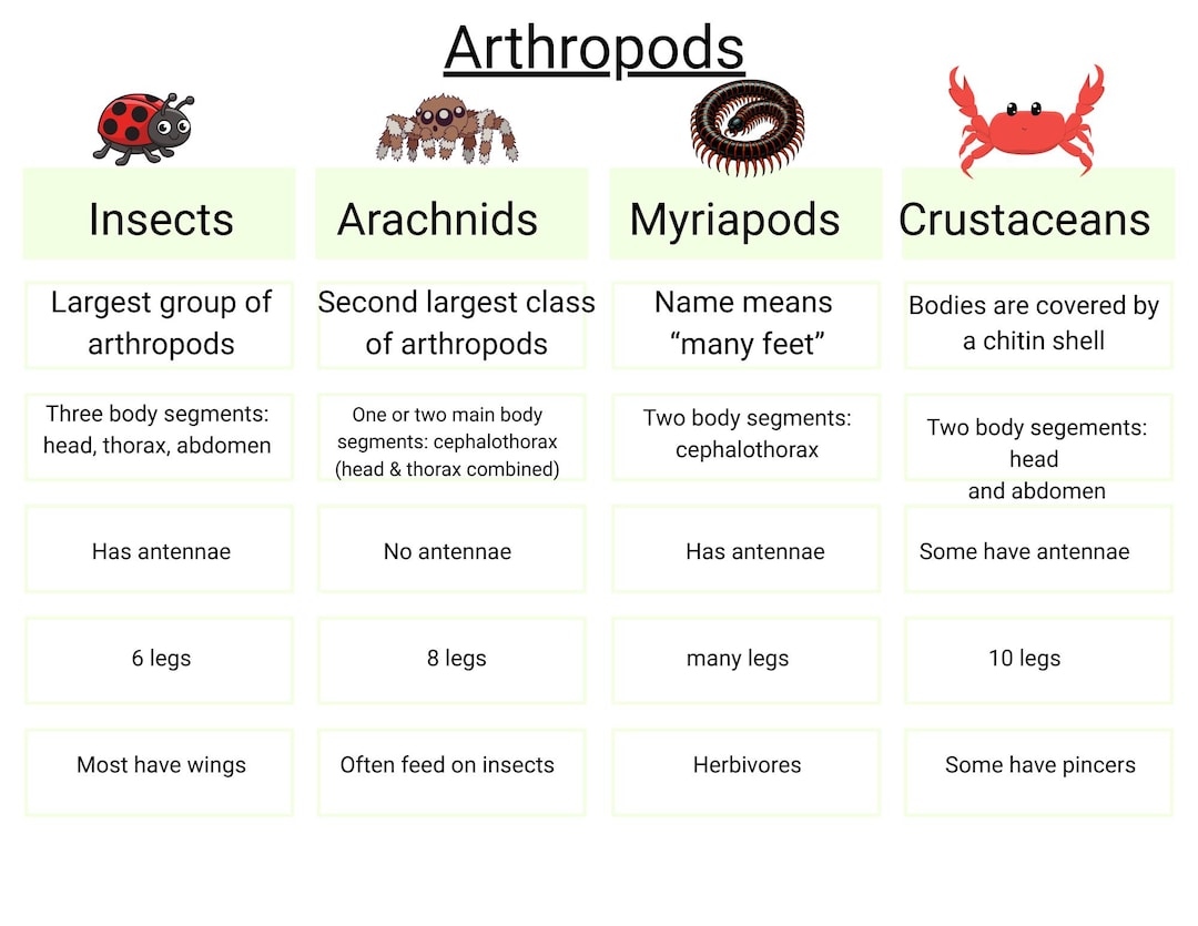 Arthropod Classification Worksheet, Science Worksheet, Identify Bugs ...