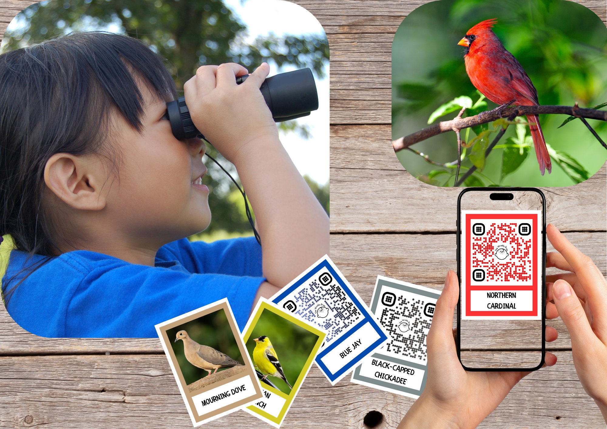 Bird Song Identifier Flashcards, Real Bird Pictures, North American ...