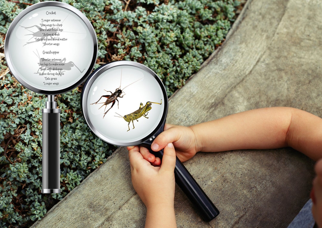 I Spy Bugs! Who's Who Bug Identification Flashcards, Printable, Charlotte Mason Insect ...