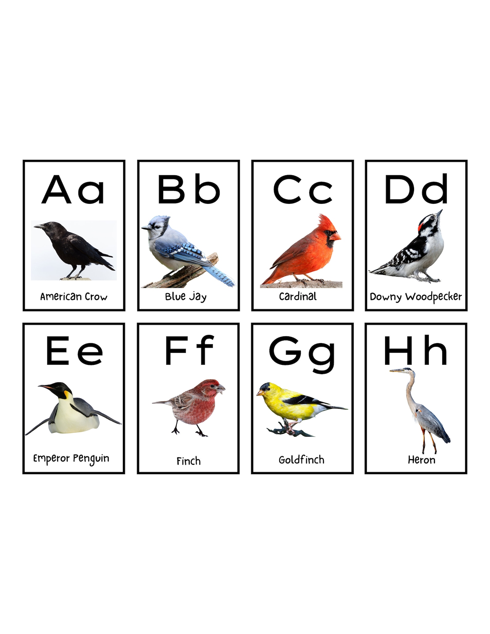 Real Birds Alphabet Flashcards, Preschool Alphabet Cards, Montessori ...