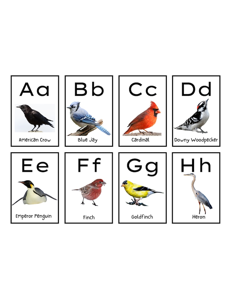 Real Birds Alphabet Flashcards, Preschool Alphabet Cards, Montessori ...