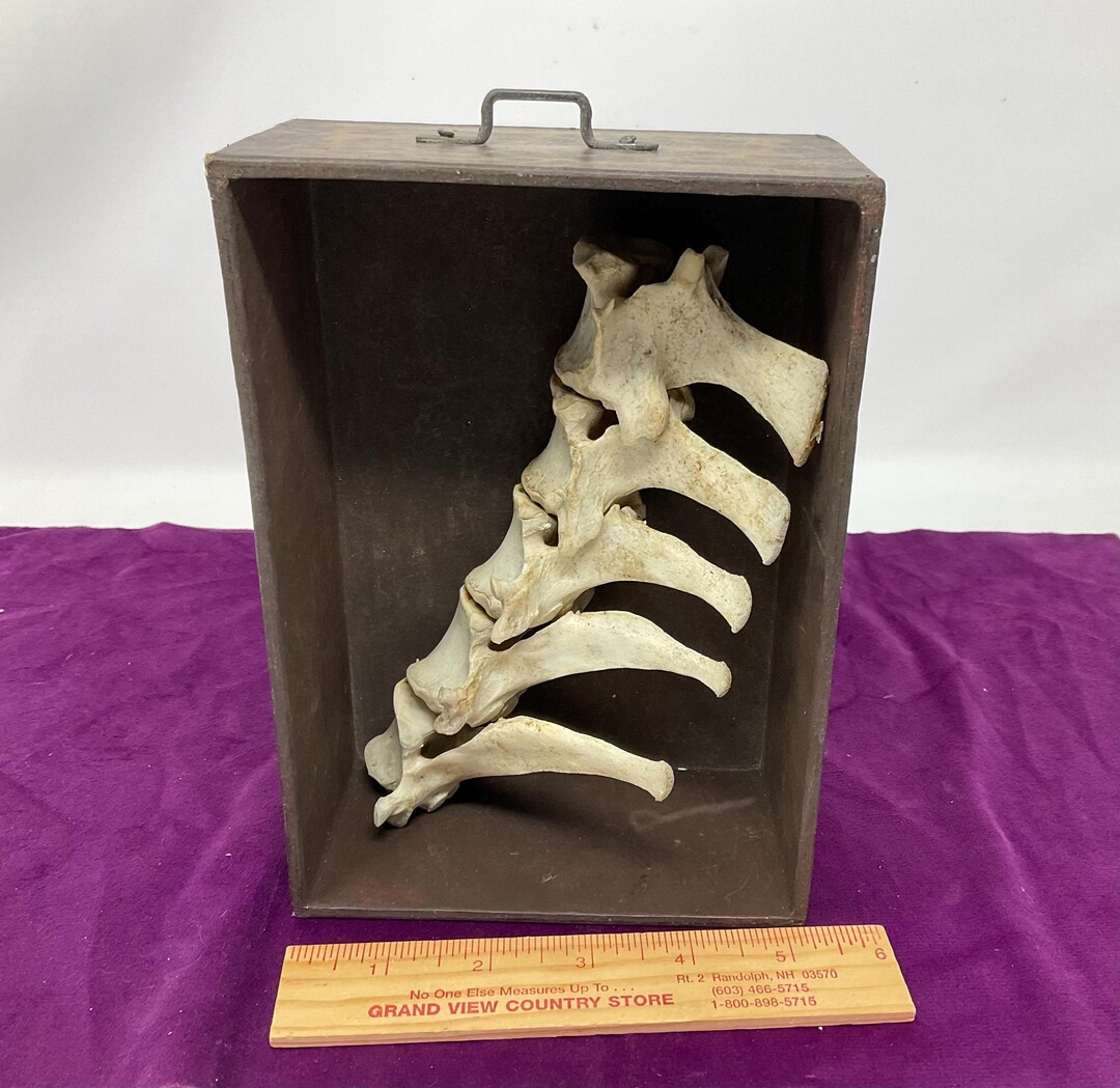 Found Deer Vertebrae Bones. Bleached and Clean. Beautiful Bone ...