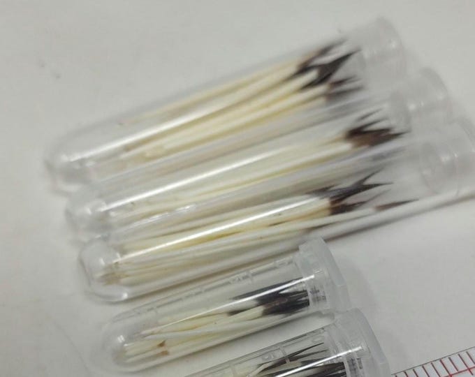 Vial of North American Porcupine Quills. Cleaned. Porcupine "needles ...