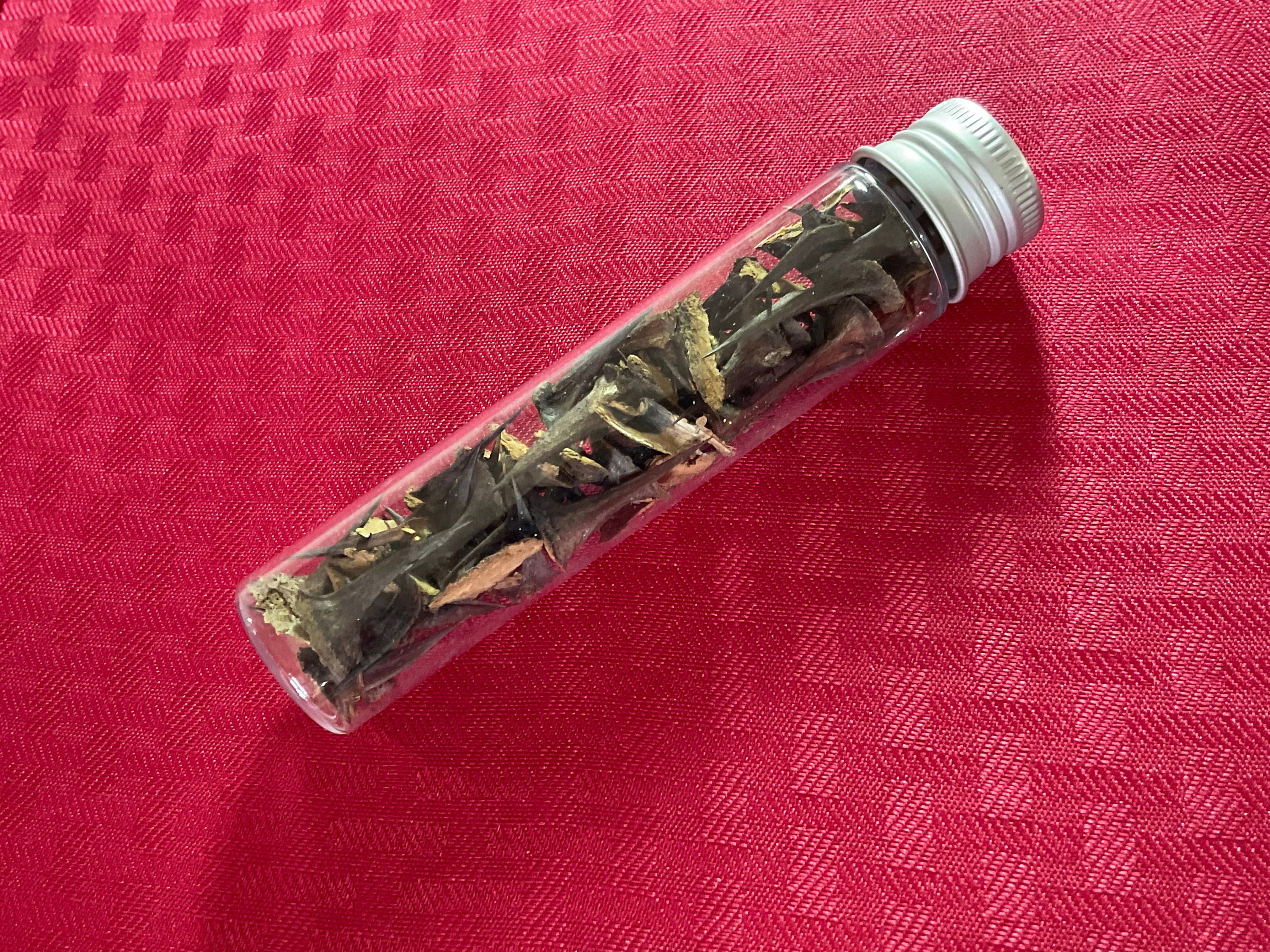 Black Locust Thorns. Locust Tree Spines in Various Sizes. Not All Same ...