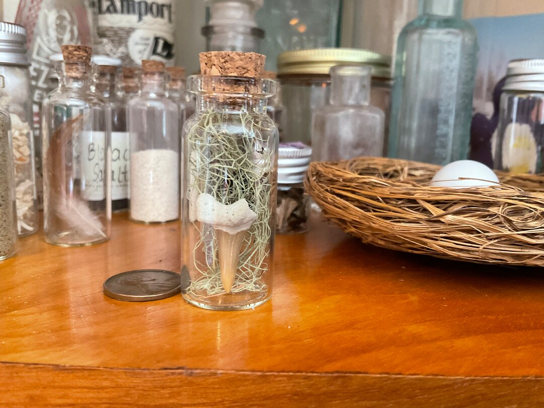 Shark Tooth in Tiny Specimen Jar Vial Terrarium With Moss and - Etsy