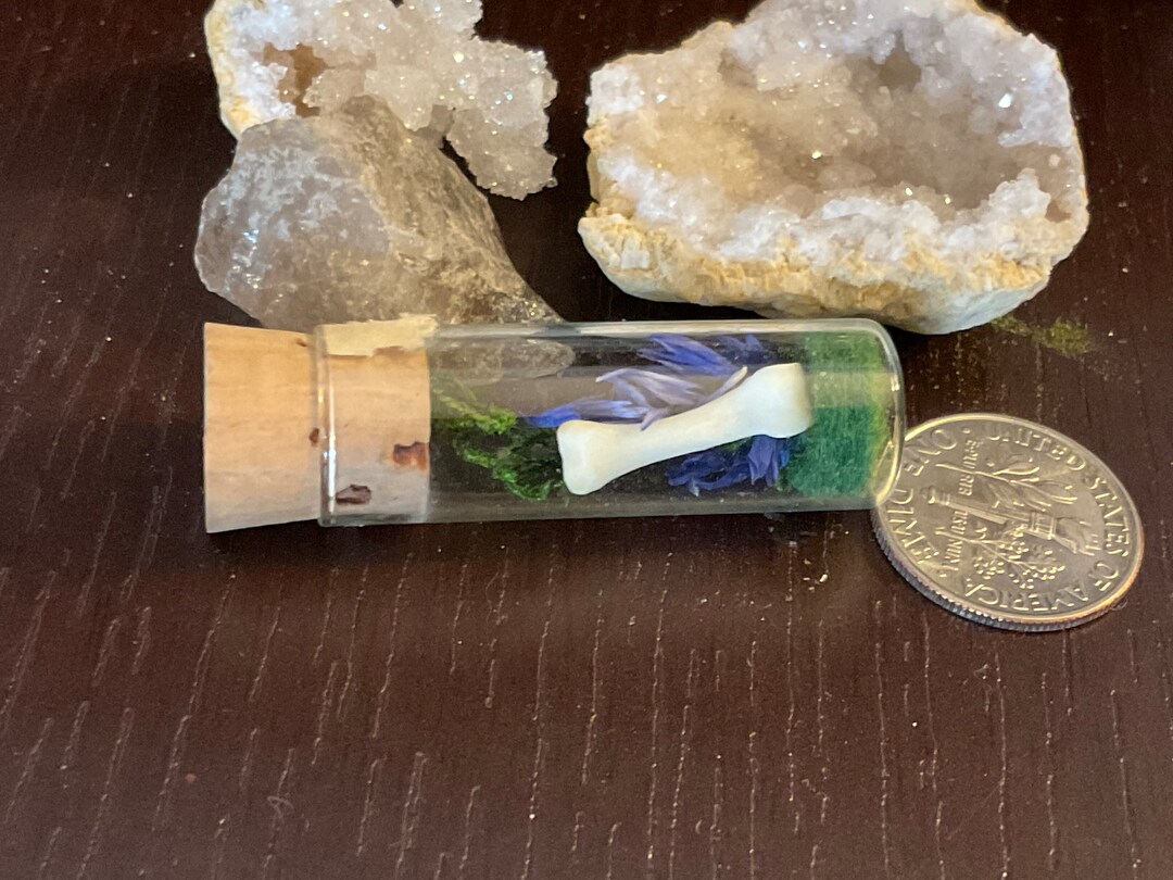 Antique Vial Bone Display Vial. Mini Terrarium With Badger Bone ...
