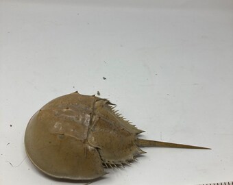 Horseshoe Crab Skeleton - Etsy