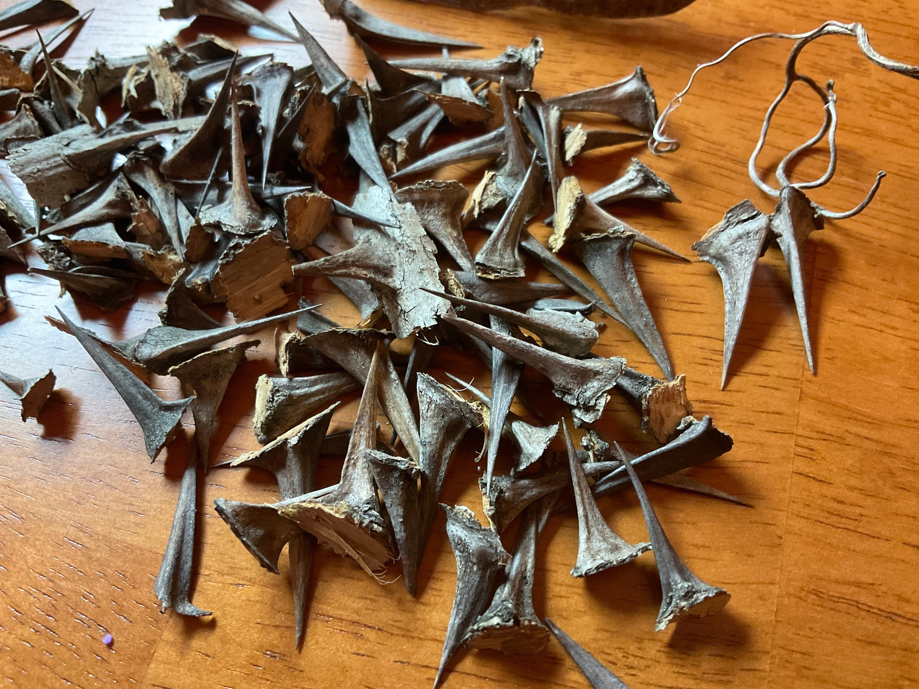 Black Locust Thorns. Locust Tree Spines in Various Sizes. Not All Same ...