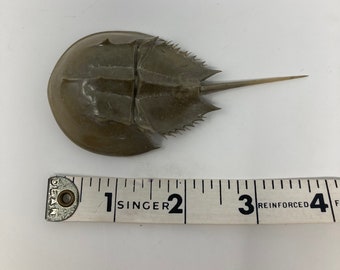 Horseshoe Crab Skeleton - Etsy
