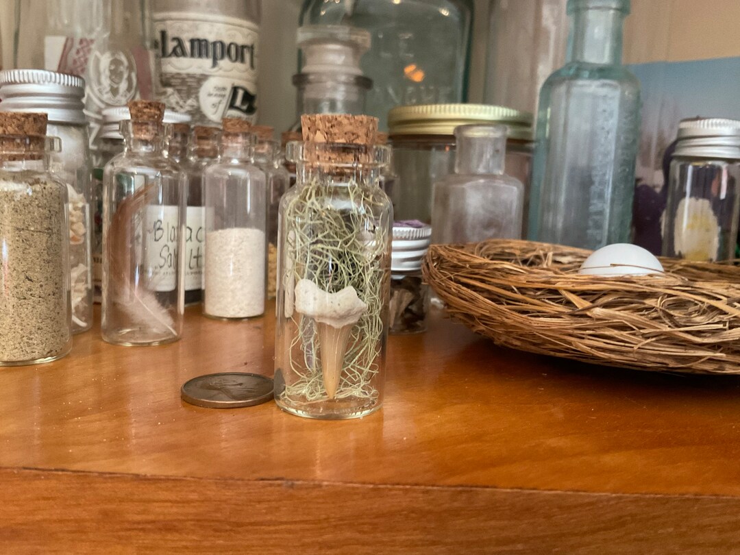 Shark Tooth in Tiny Specimen Jar Vial Terrarium With Moss and Obsidian ...