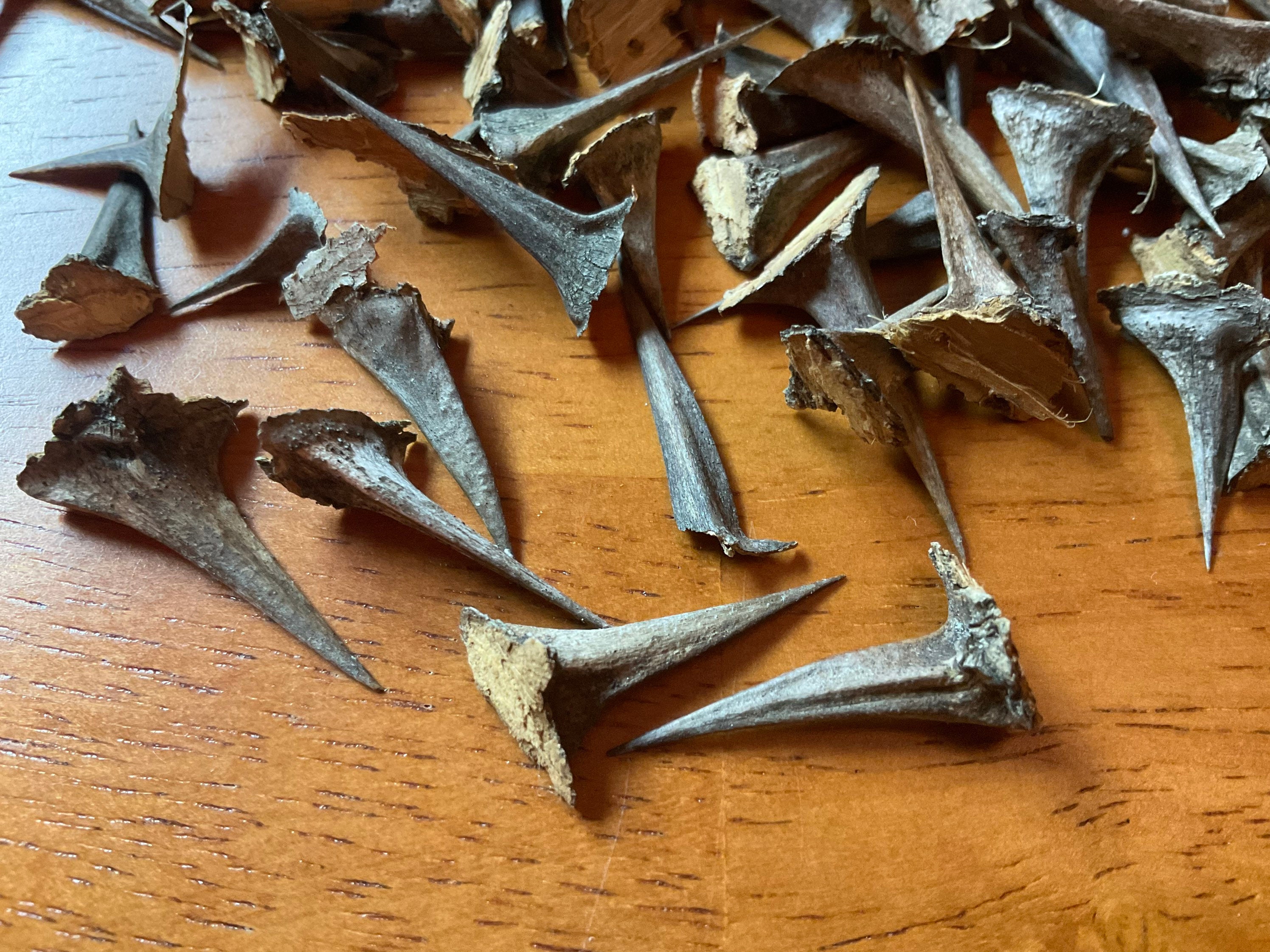 Black Locust Thorns. Locust Tree Spines in Various Sizes. Not All Same ...