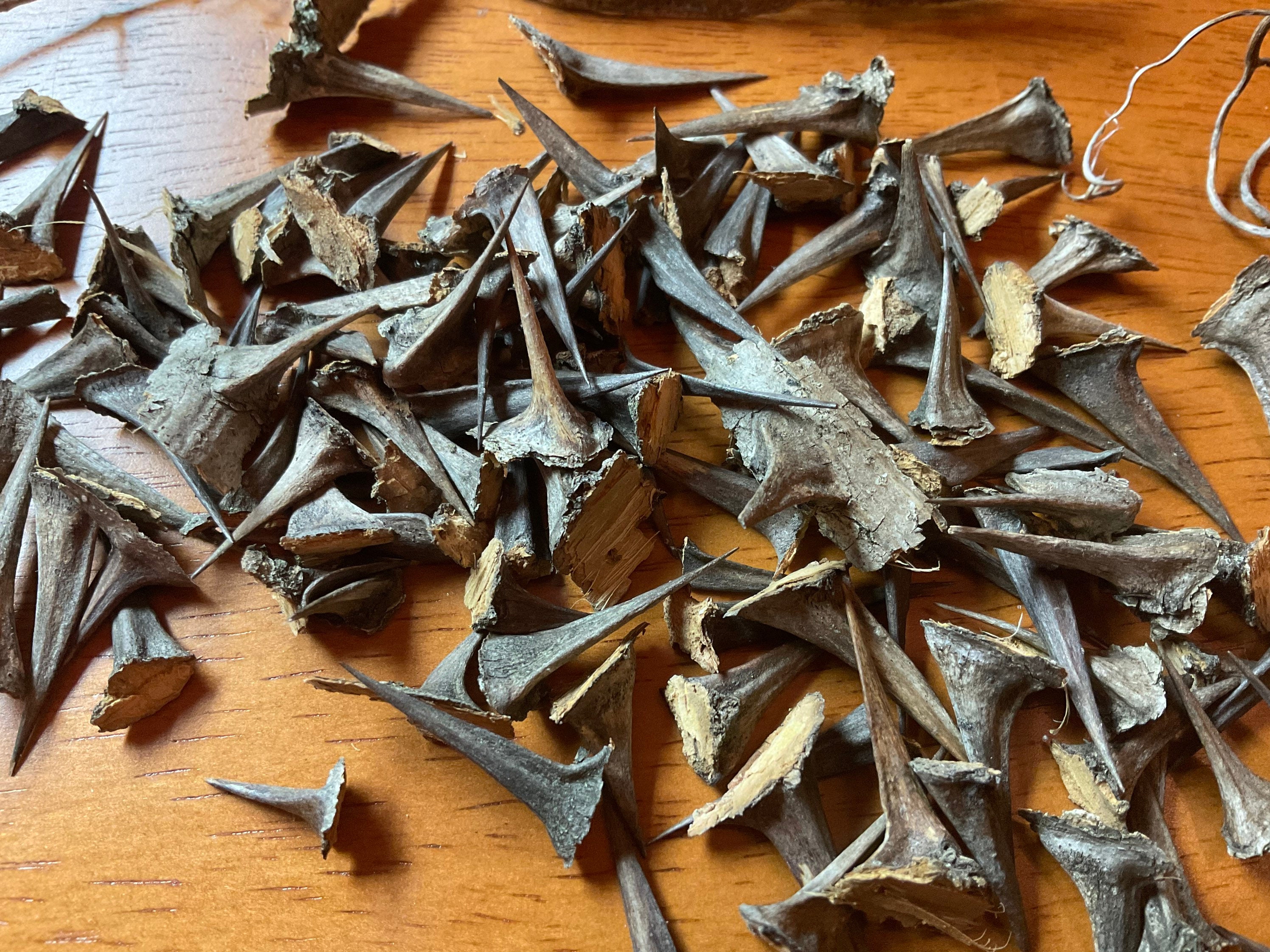 Black Locust Thorns. Locust Tree Spines in Various Sizes. Not All Same ...