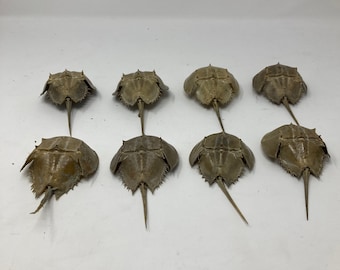 Horseshoe Crab Skeleton - Etsy