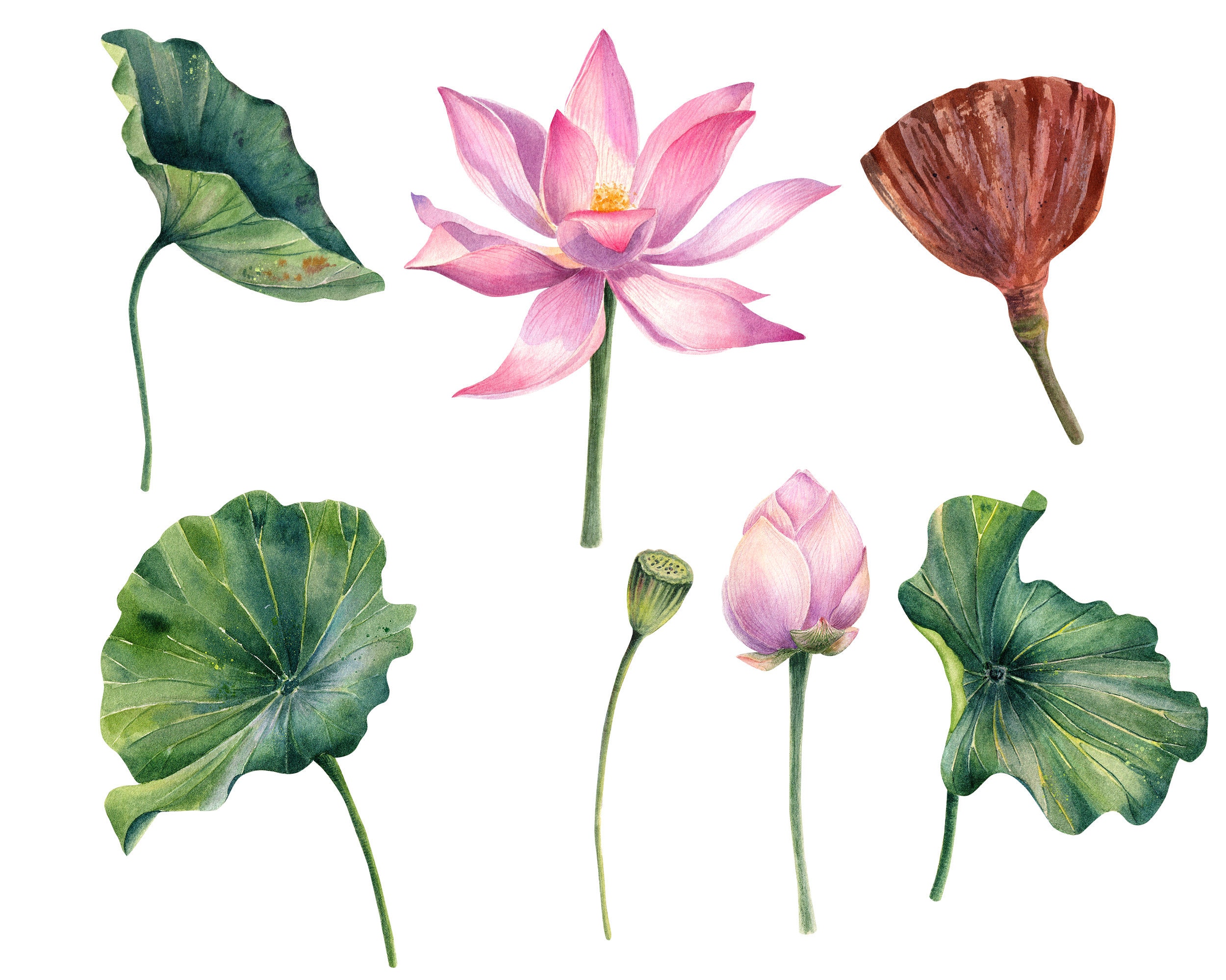Lotus Flowers Clipart, Lotus Flower Art, Water Lily, Wedding Clip Art ...