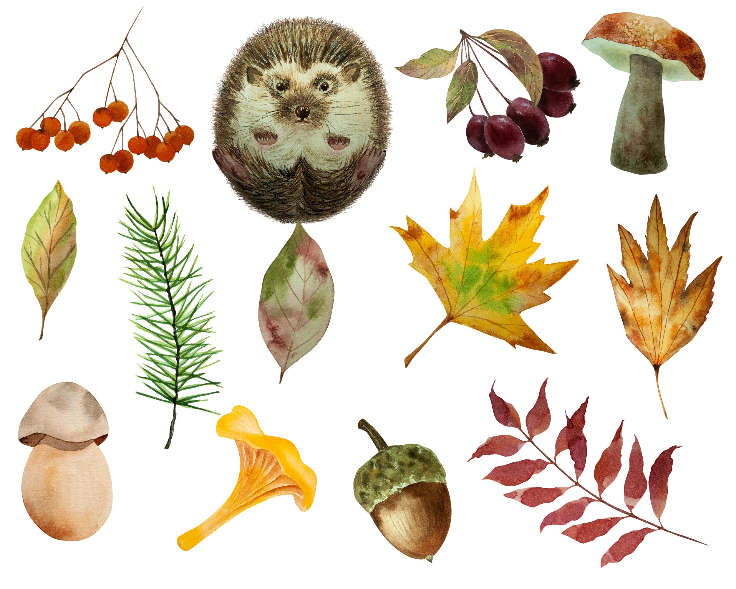 Autumn Fall Clipart Illustrations Hedgehog, Leaves, Berry, Branch Clip ...