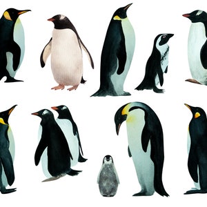 Penguin Clipart Cute Penguin Arctic Animals Christmas - Etsy
