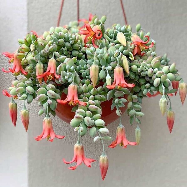 Cotyledon Pendens - Etsy