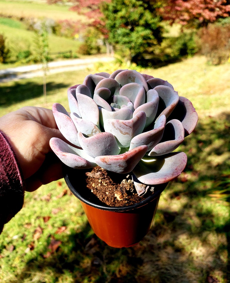 Echeveria Orpet 3.5 Inch Rare Succulent Plants - Etsy