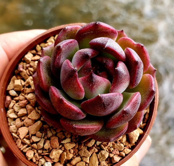 Outdoor & Gardening Plants Home & Living Echeveria sp. 4 pot, exact ...