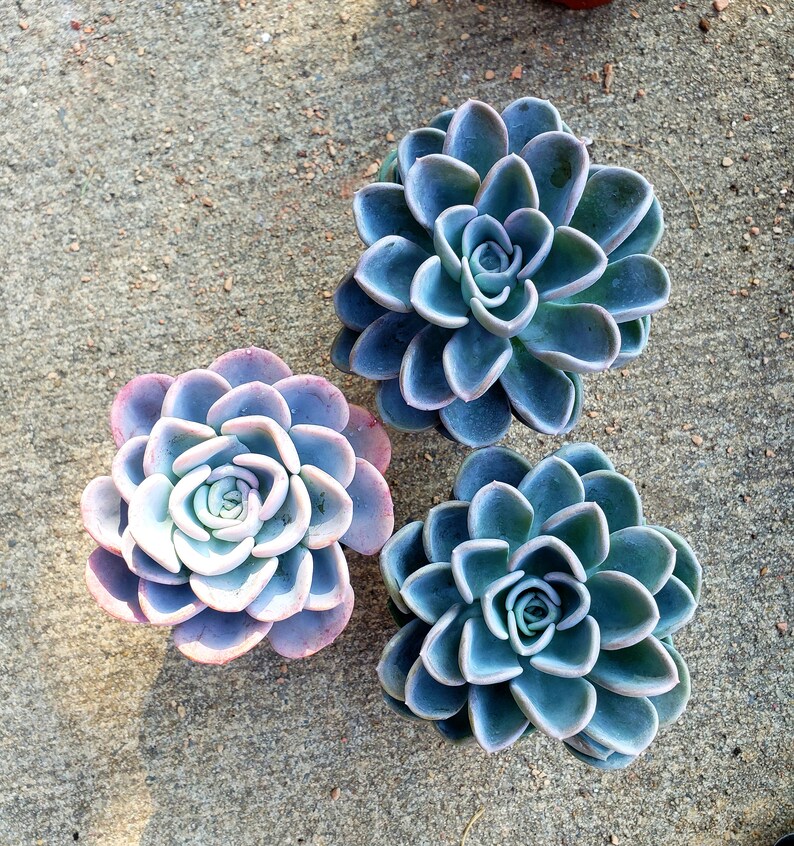 Echeveria Orpet 3.5 Inch Rare Succulent Plants - Etsy