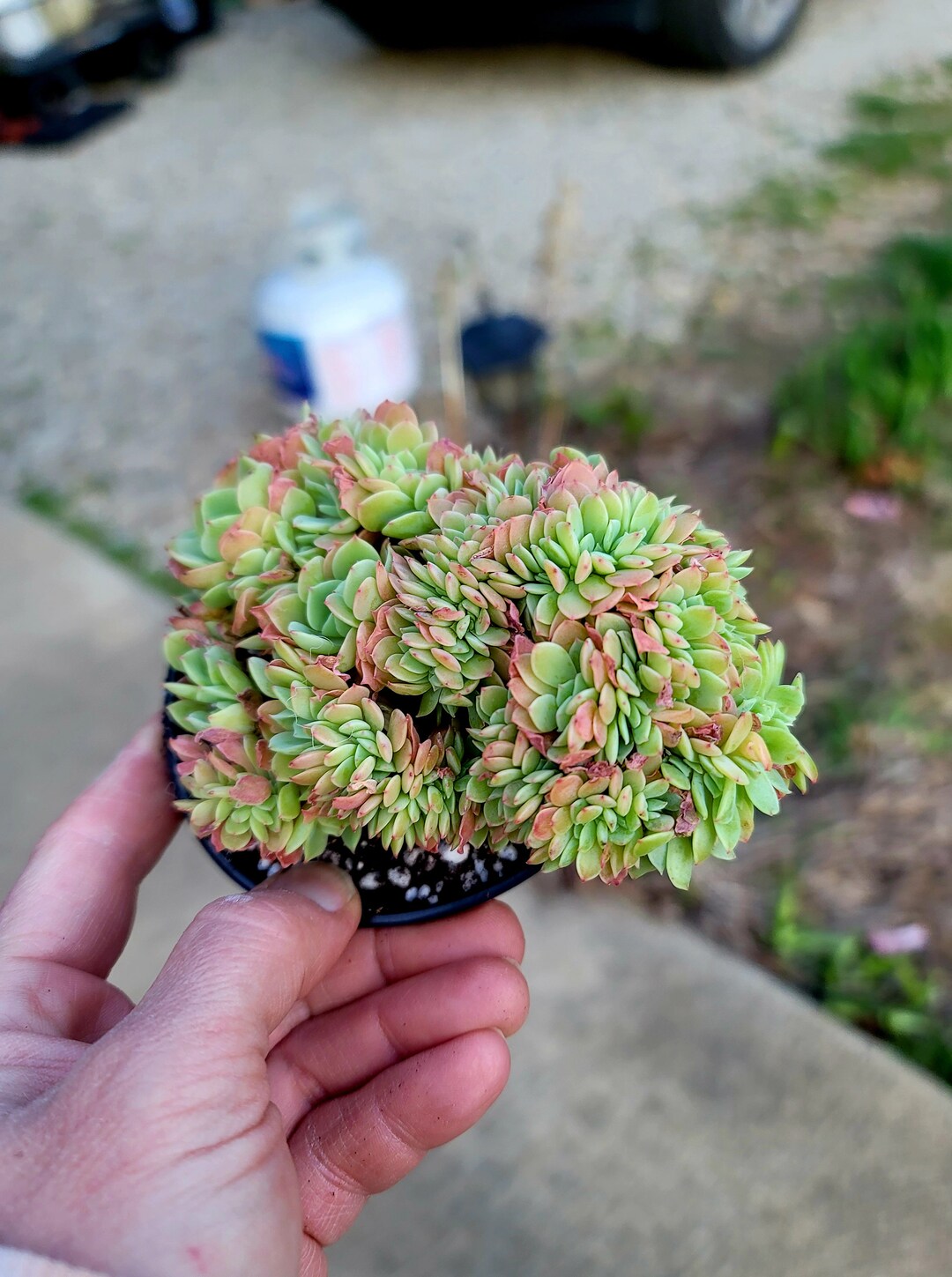 Echeveria Lemon Rose Cristata Crested Imported 3.5 Inch Pot Succulent ...