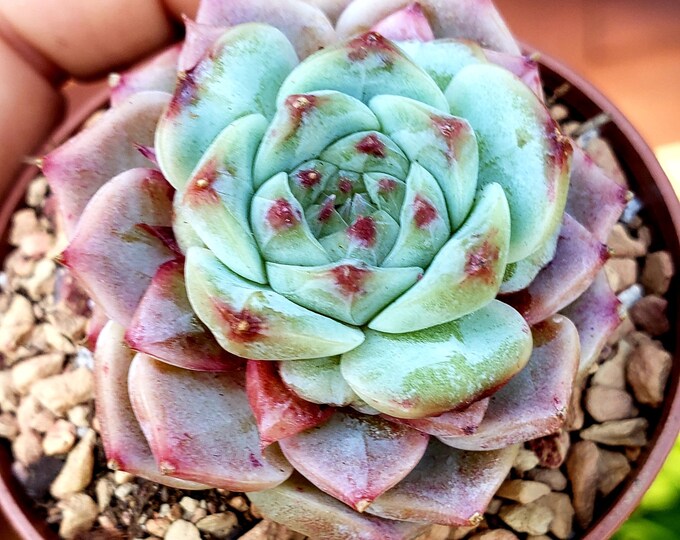 Echeveria Red Velvet plant C Exact Plant Imported 2.5 Inch Succulent ...