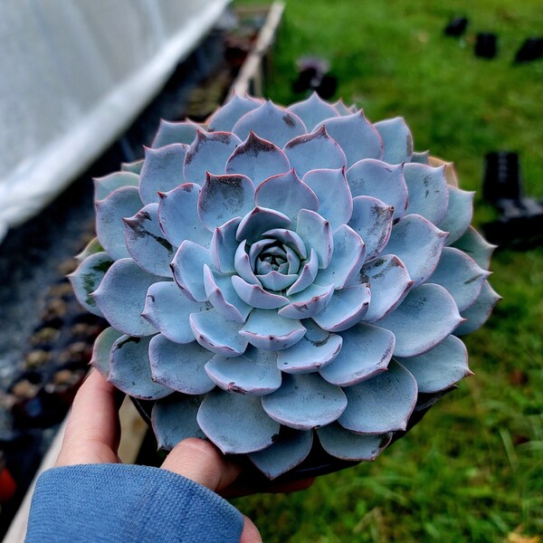 Blue Succulent - Etsy