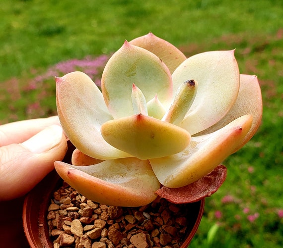 Outdoor & Gardening Plants Home & Living Echeveria sp. 4 pot, exact ...