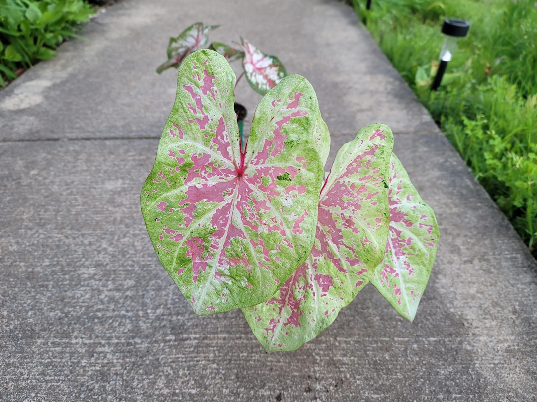 Caladium "seafoam Pink" in 6 Inch Full Pot Succulents Houseplants Bulbs ...