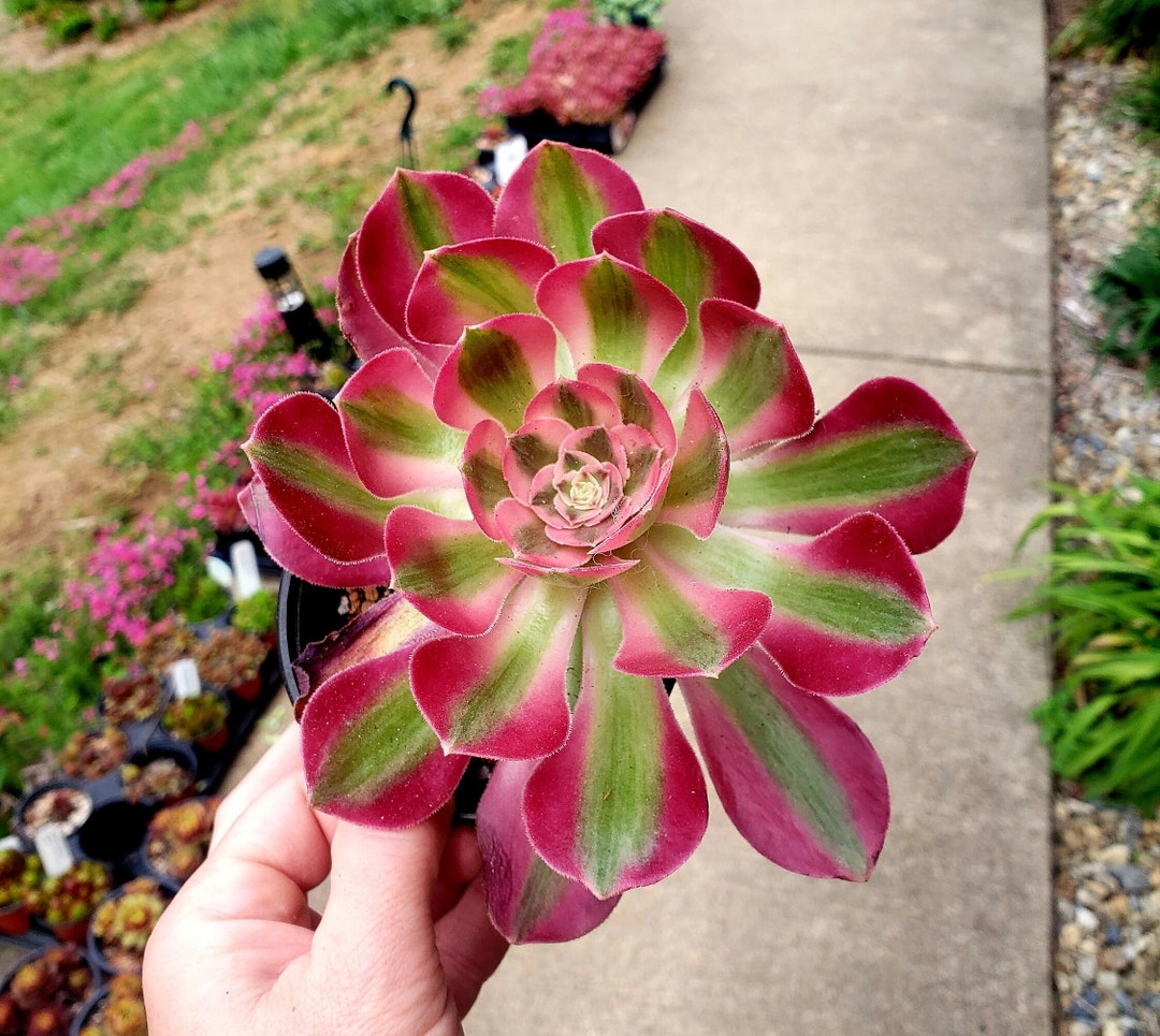 Aeonium Pink Witch new Hybrid Imported 3.5 Inch - Etsy