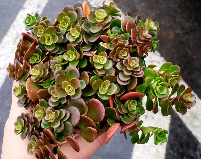 Sedum Coral Reef ~ 3.5 Inch Pot ~ Succulent Plants - Etsy