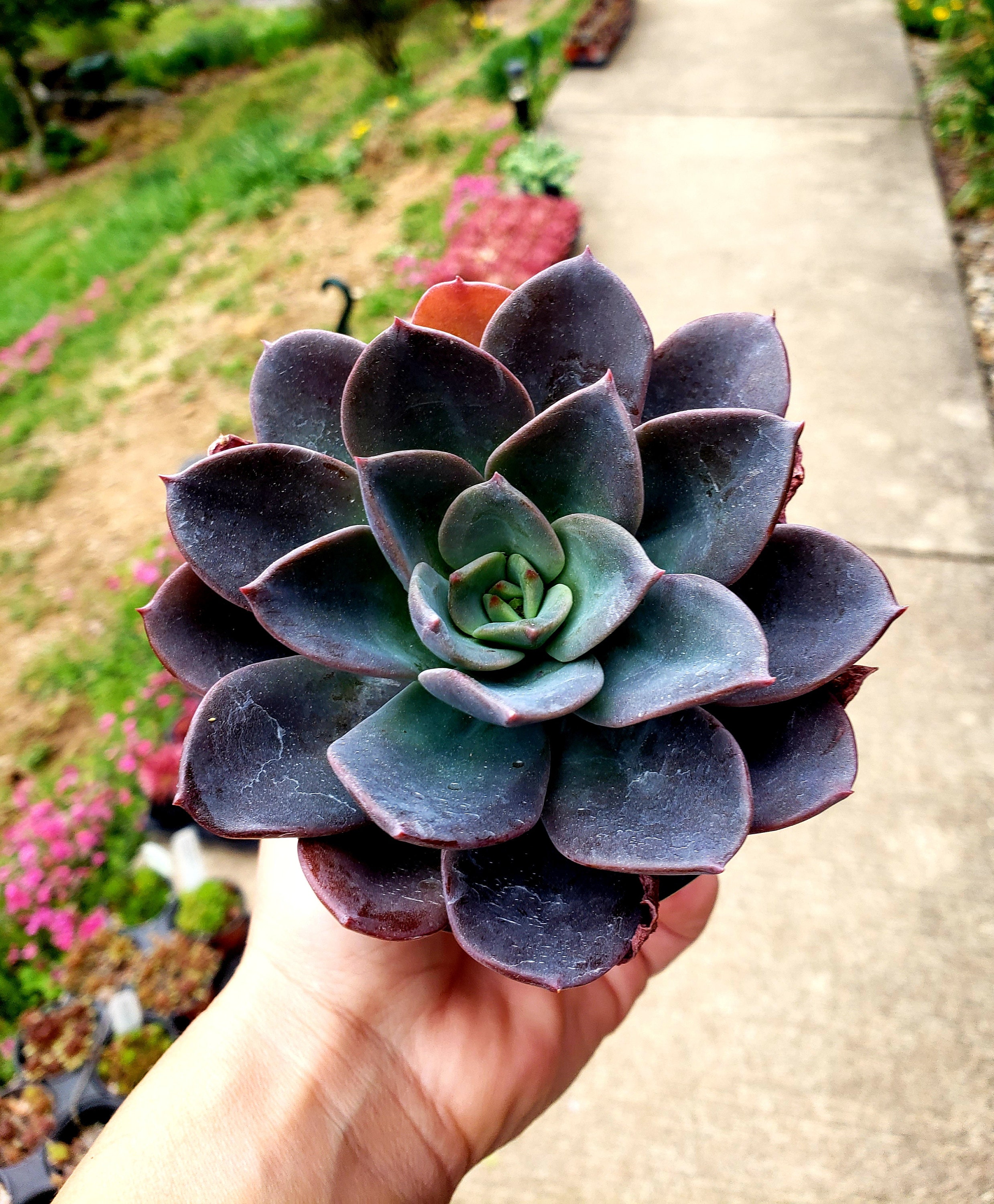 Echeveria Blue Prince