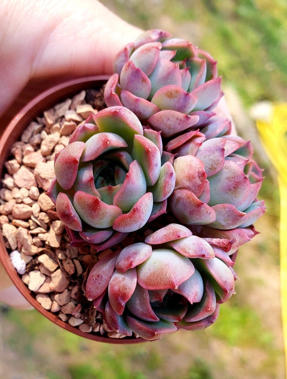 Outdoor & Gardening Plants Home & Living Echeveria sp. 4 pot, exact ...