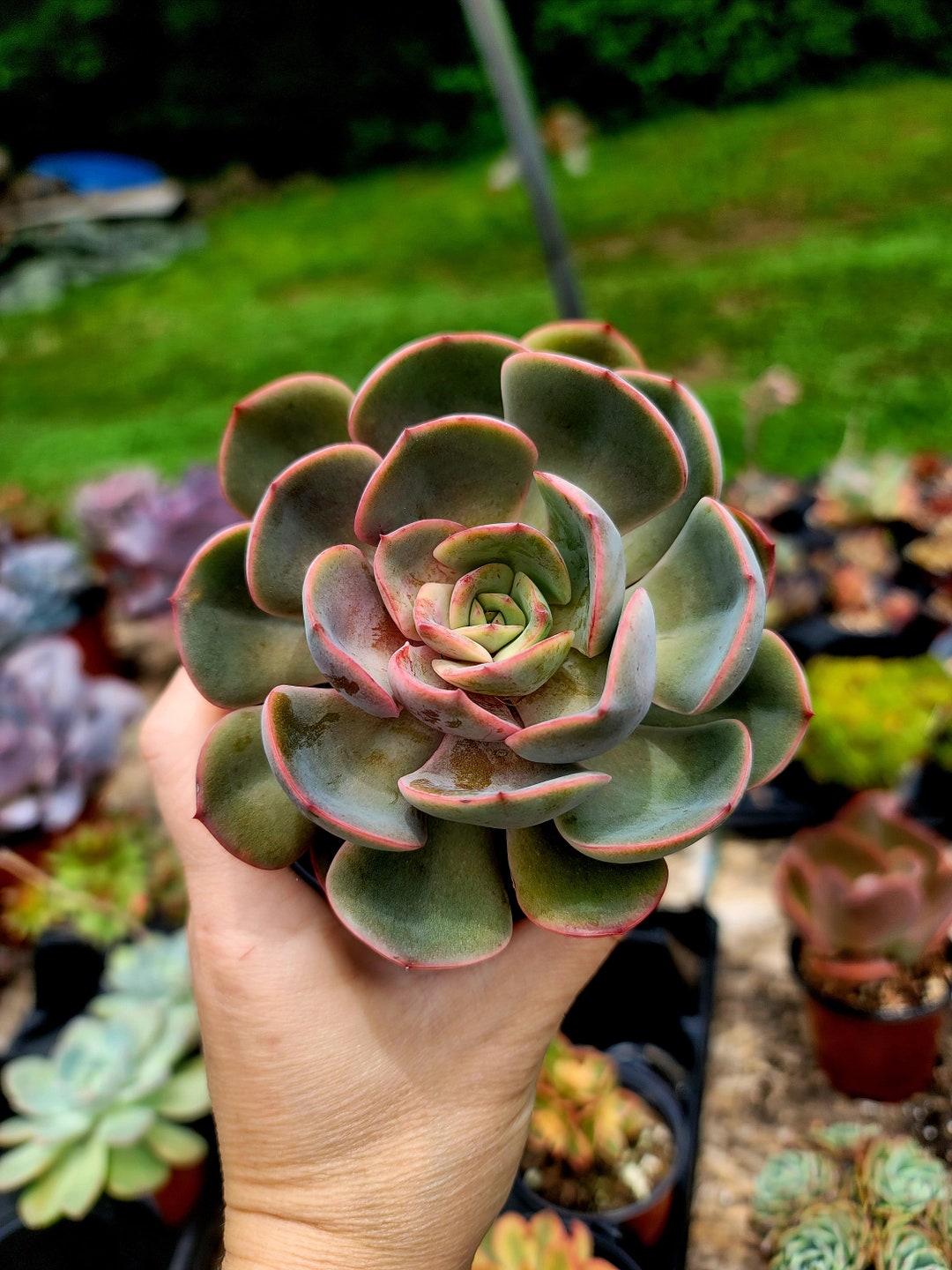 Echeveria Galactic 3.5 Inch Rare Succulent Plants - Etsy
