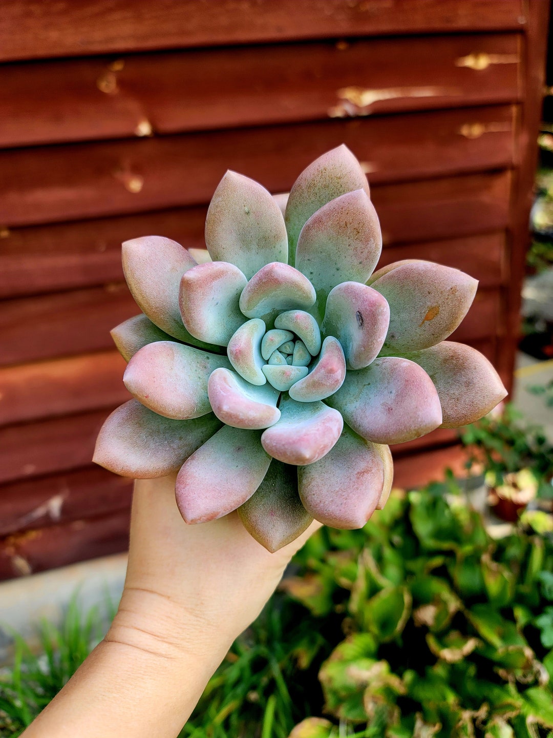 Graptoveria Opalina 3.5 Inch Succulent Plant - Etsy