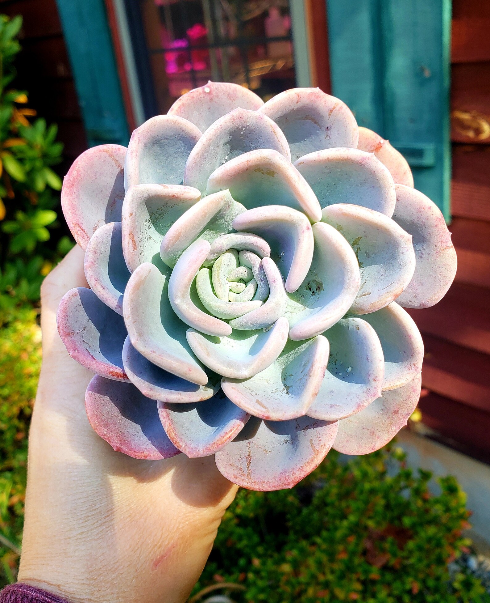 Echeveria Orpet 3.5 Inch Rare Succulent Plants - Etsy