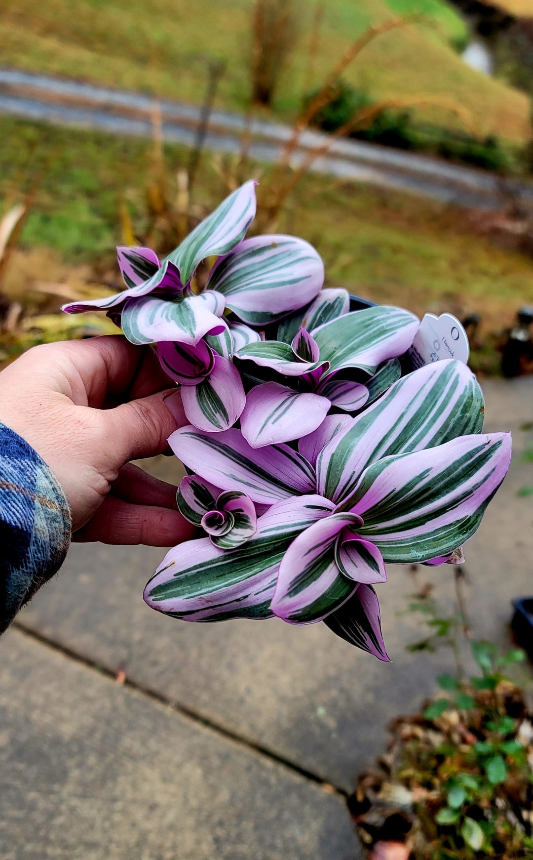 Tradescantia Nanouk in 4 Inch Full Pot Succulents Houseplants - Etsy