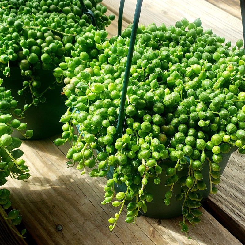 String of Pearls - Etsy