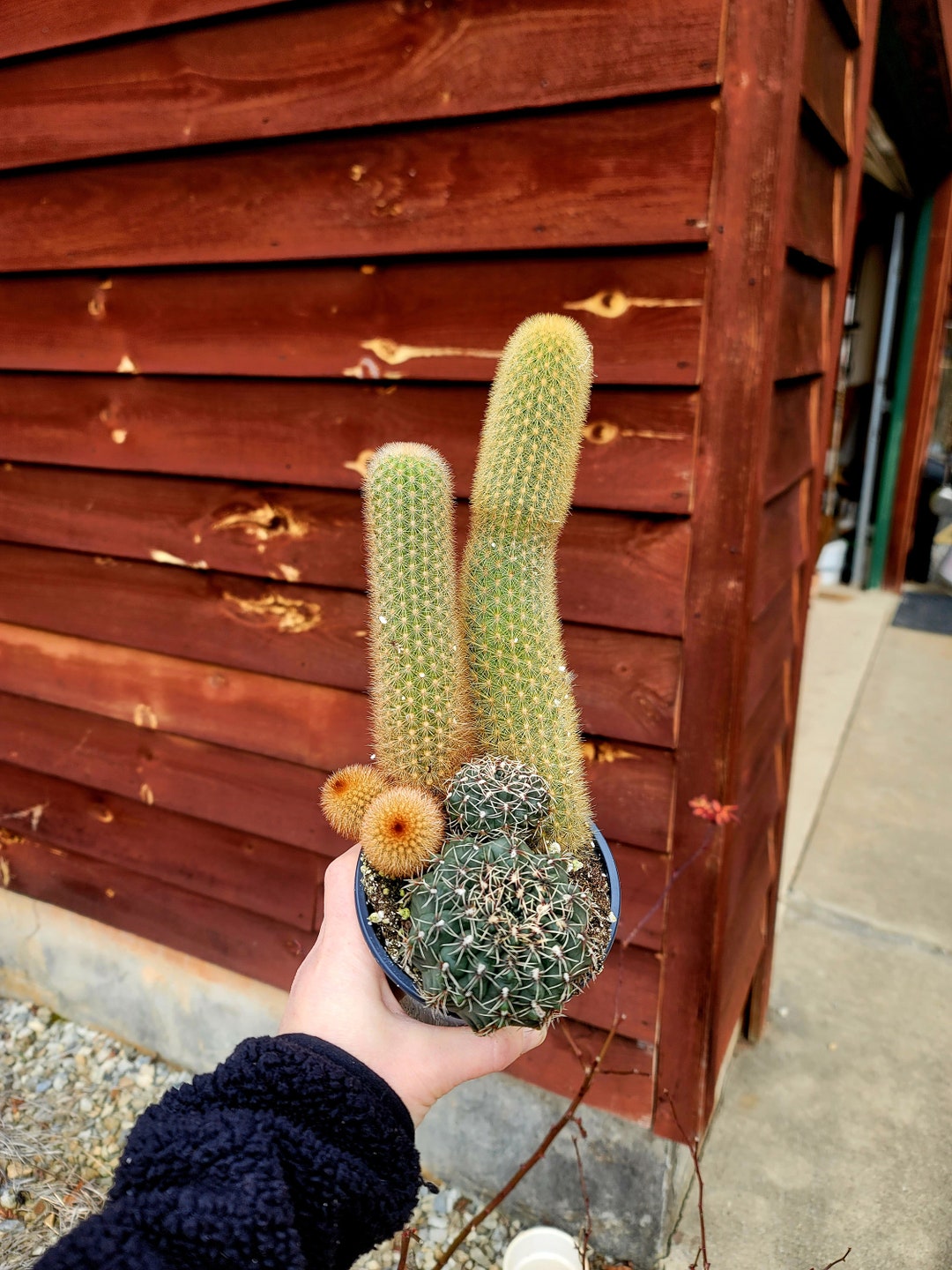 Cactus Cluster Assortment LARGE 4.5 Inch Cluster Succulent - Etsy