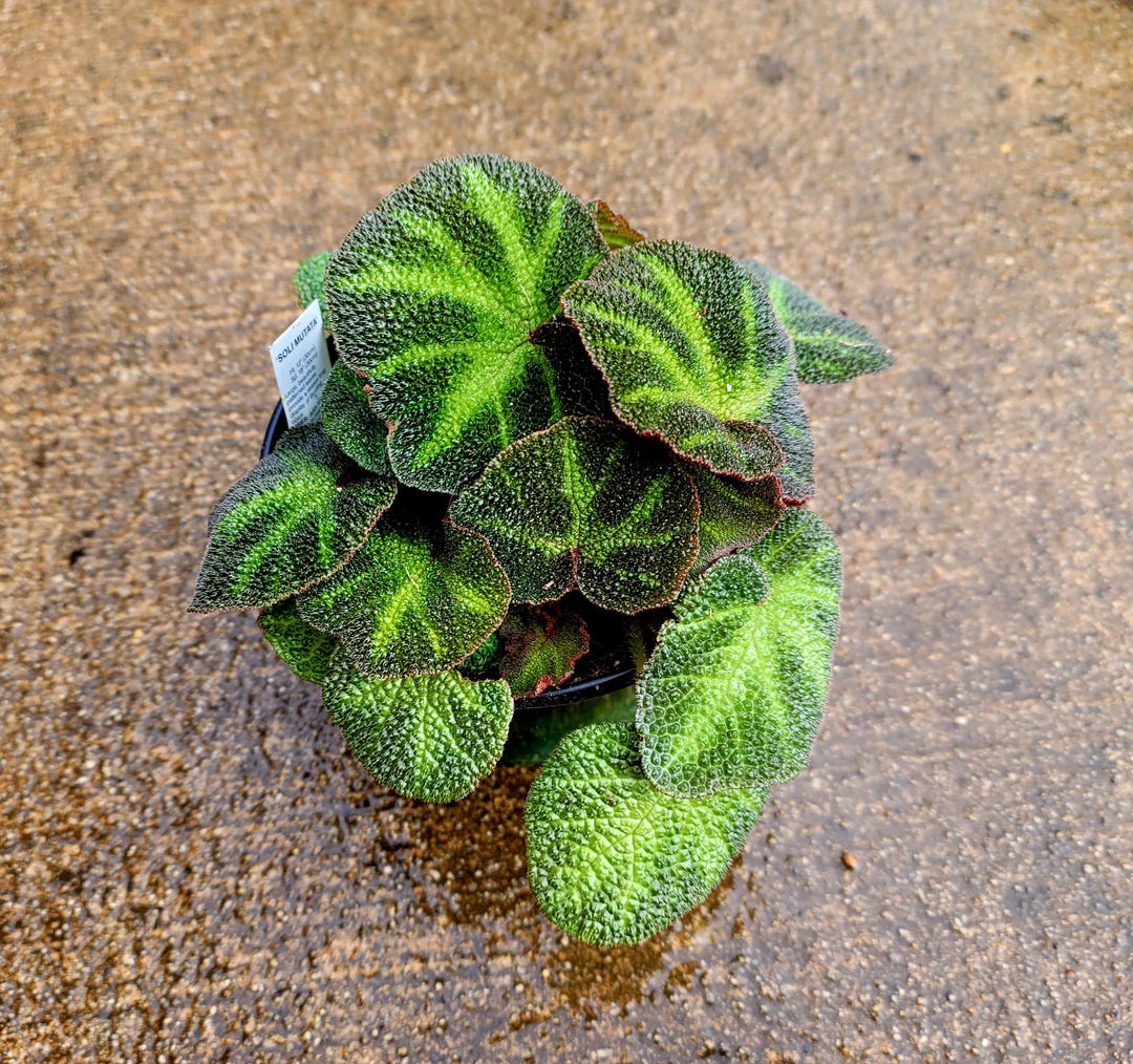 Begonia "soli Mutata" Rare Rex Begonia ~ Medium Light Houseplant ~ Full ...