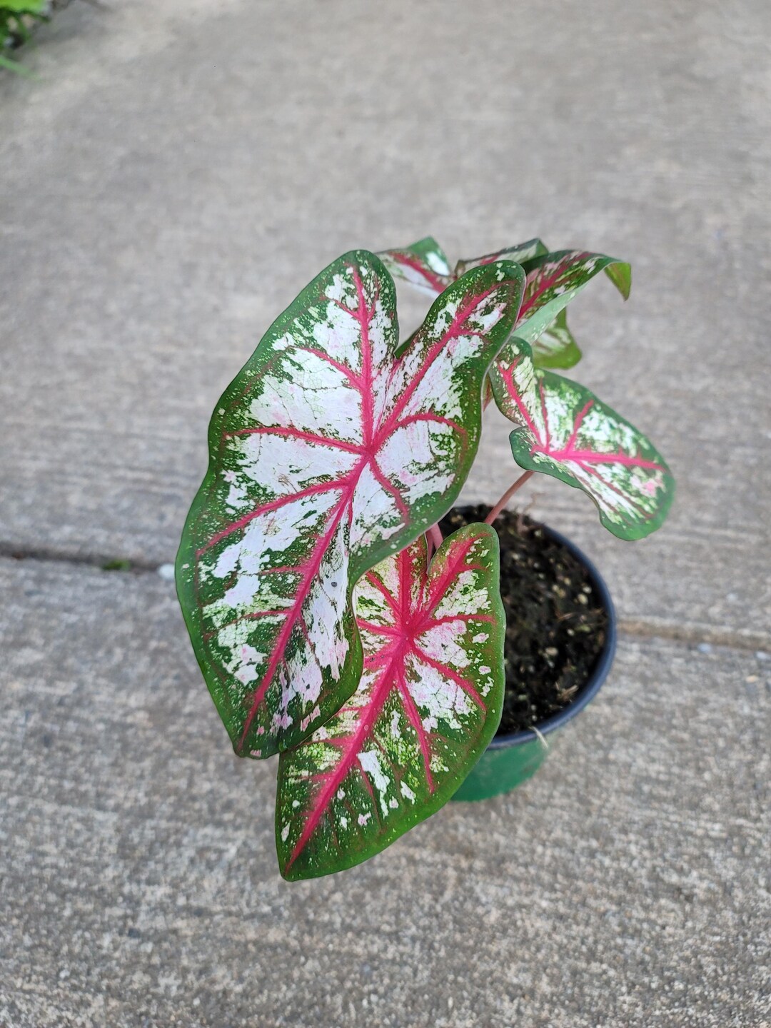 Caladium "tapestry" in 6 Inch Full Pot Succulents Houseplants Bulbs - Etsy